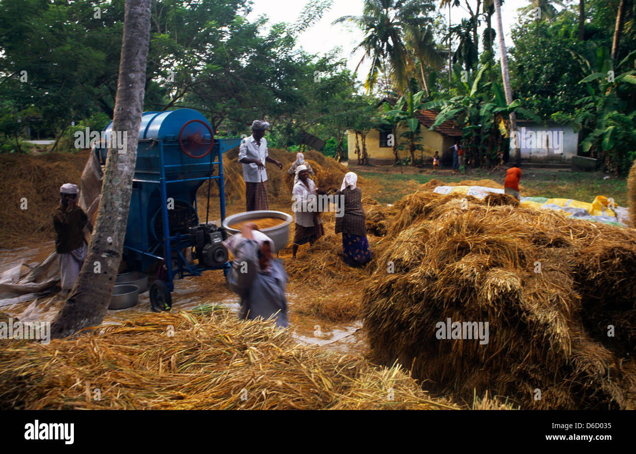 Kerala India Harvesting Rice At Farm Stock Photo - Alamy