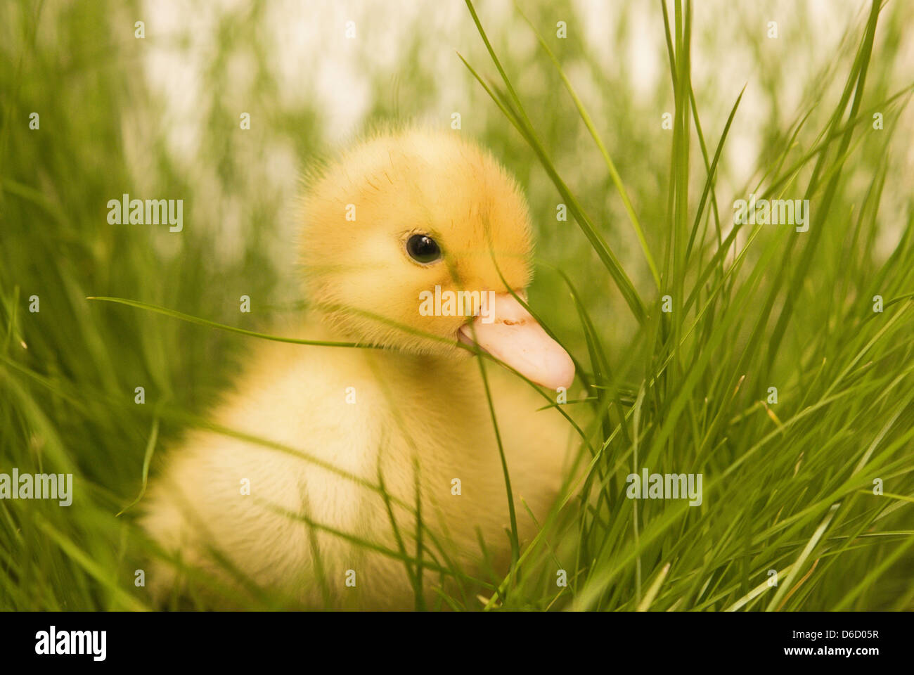 Cute fuzzy duck hi-res stock photography and images - Alamy