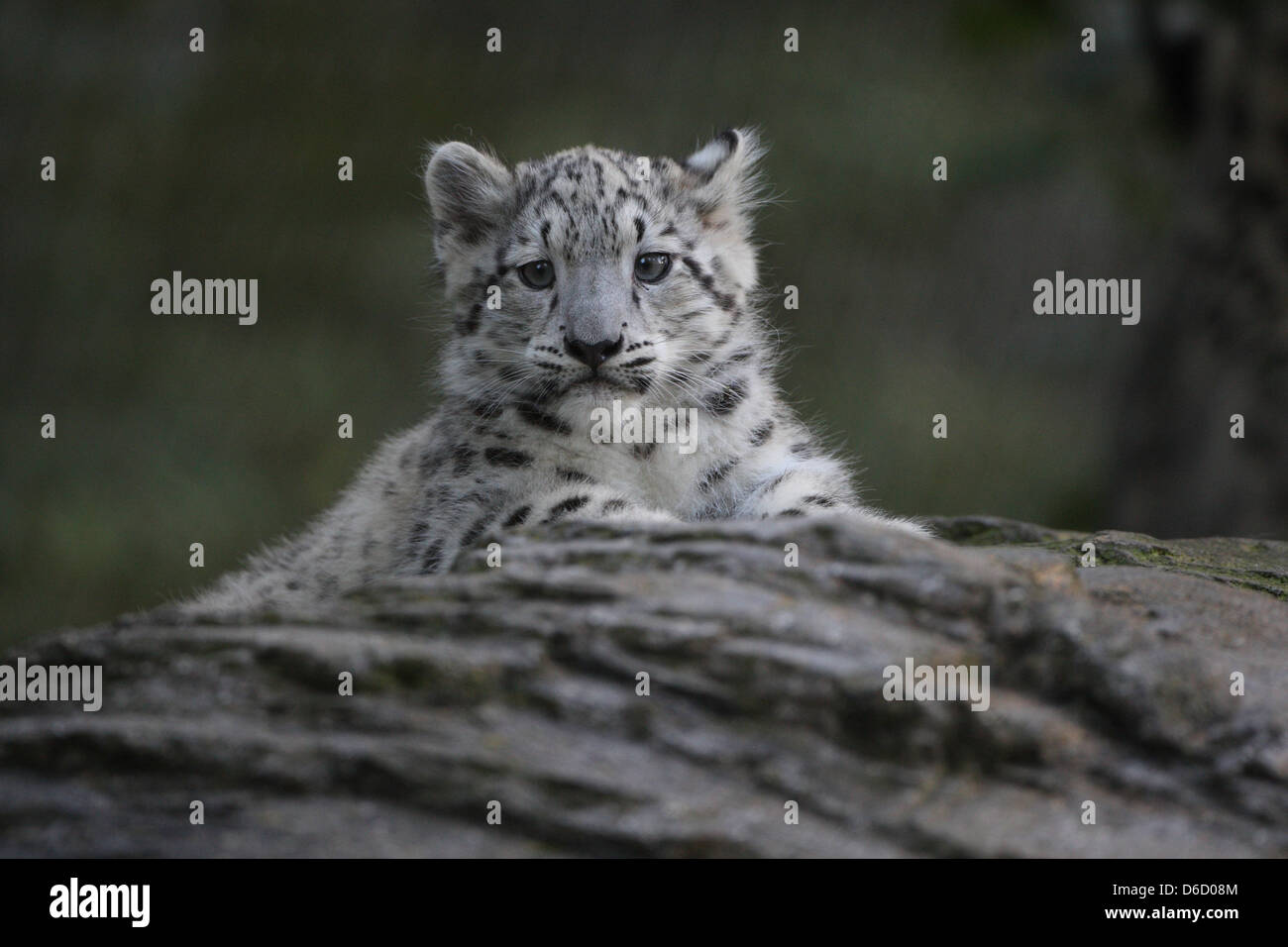 Circus leopard hi-res stock photography and images - Alamy