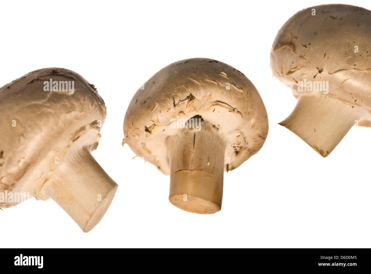 A photograph of three mushrooms Stock Photo - Alamy