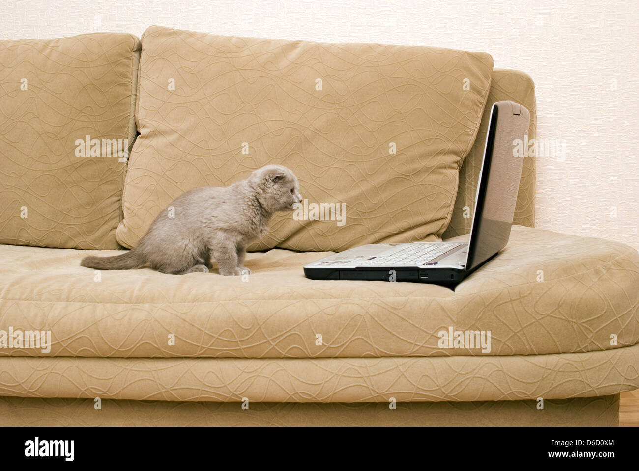 cat and laptop Stock Photo - Alamy
