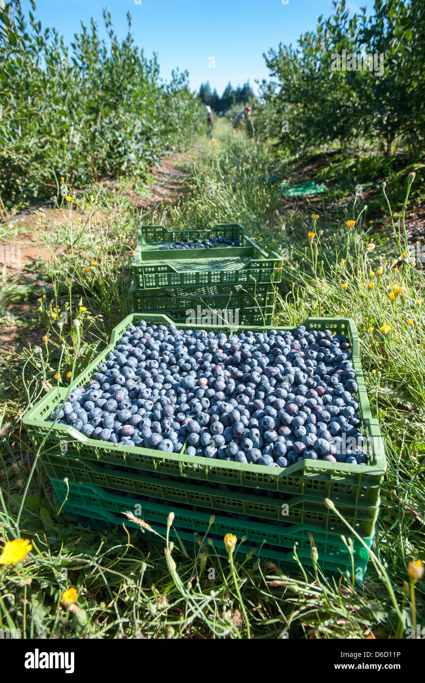Blueberry bushes and harvest in Temuco Chile Stock Photo - Alamy
