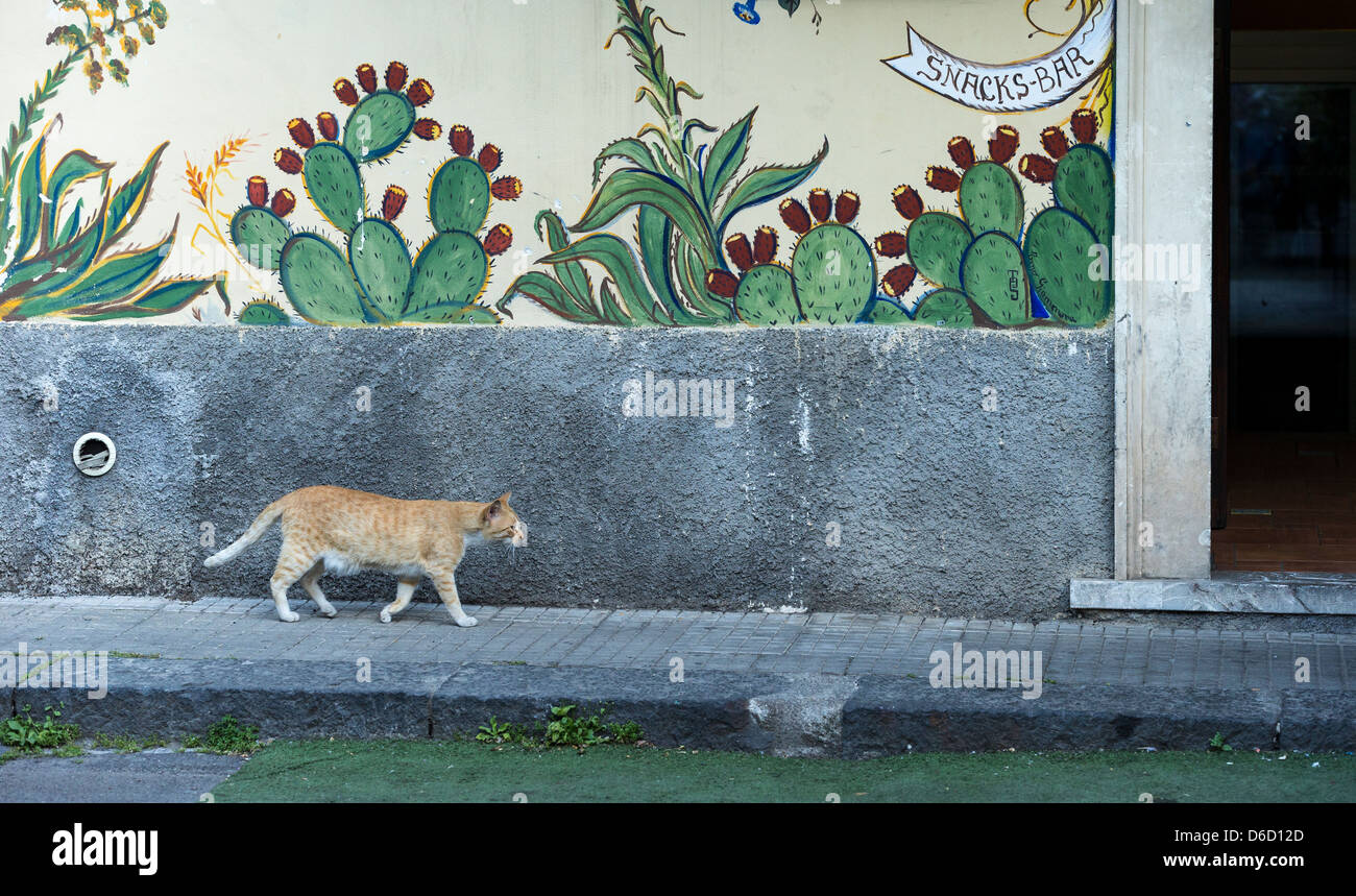 A spotted ginger cat walking past a mural depicting cactuses and the ...