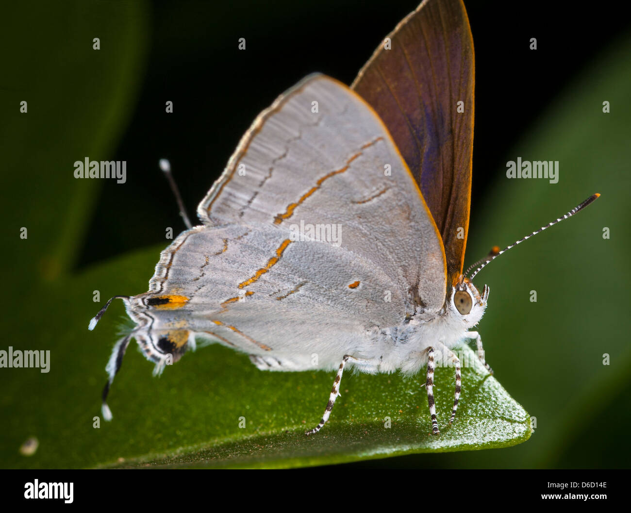 Purple-brown or common hairstreak butterfly (Hypolycaena philippus ...