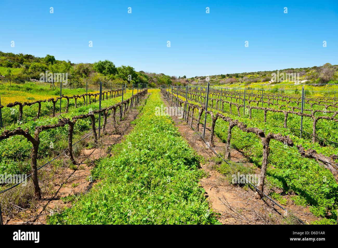 Israel vineyard hi-res stock photography and images - Alamy