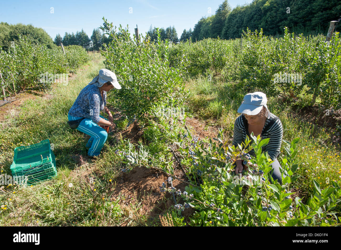 Blueberry bushes and harvest in Temuco Chile Stock Photo - Alamy