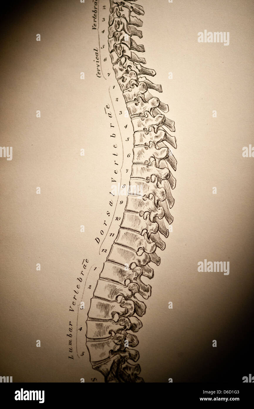 Close-up of antique medical illustration of the human spine, circa 1882 ...