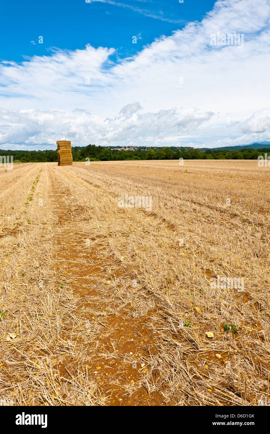 Grass grasslan hi-res stock photography and images - Alamy