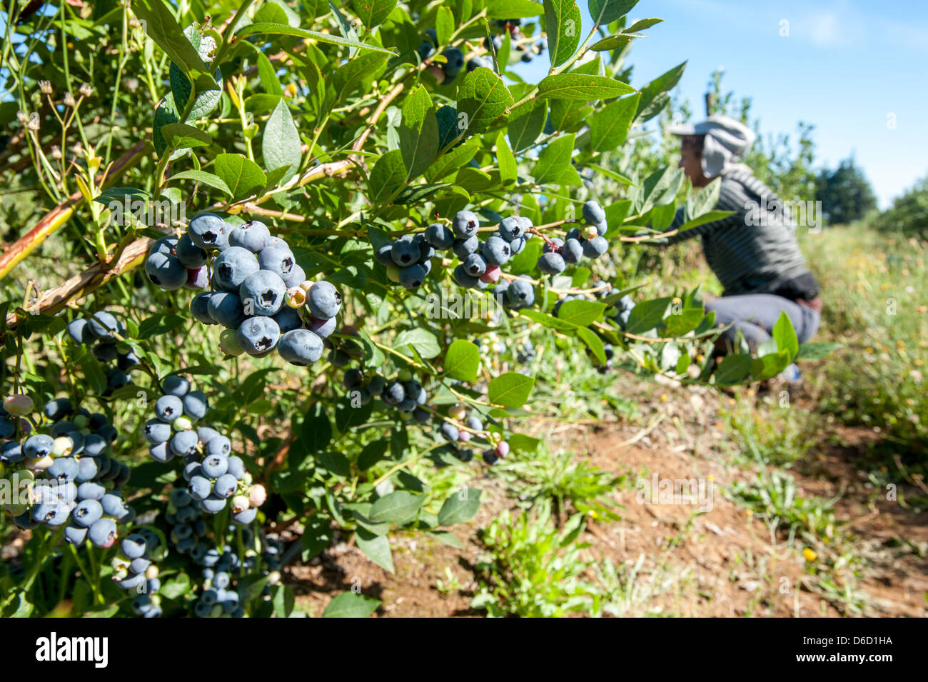 Blueberry bushes and harvest in Temuco Chile Stock Photo - Alamy