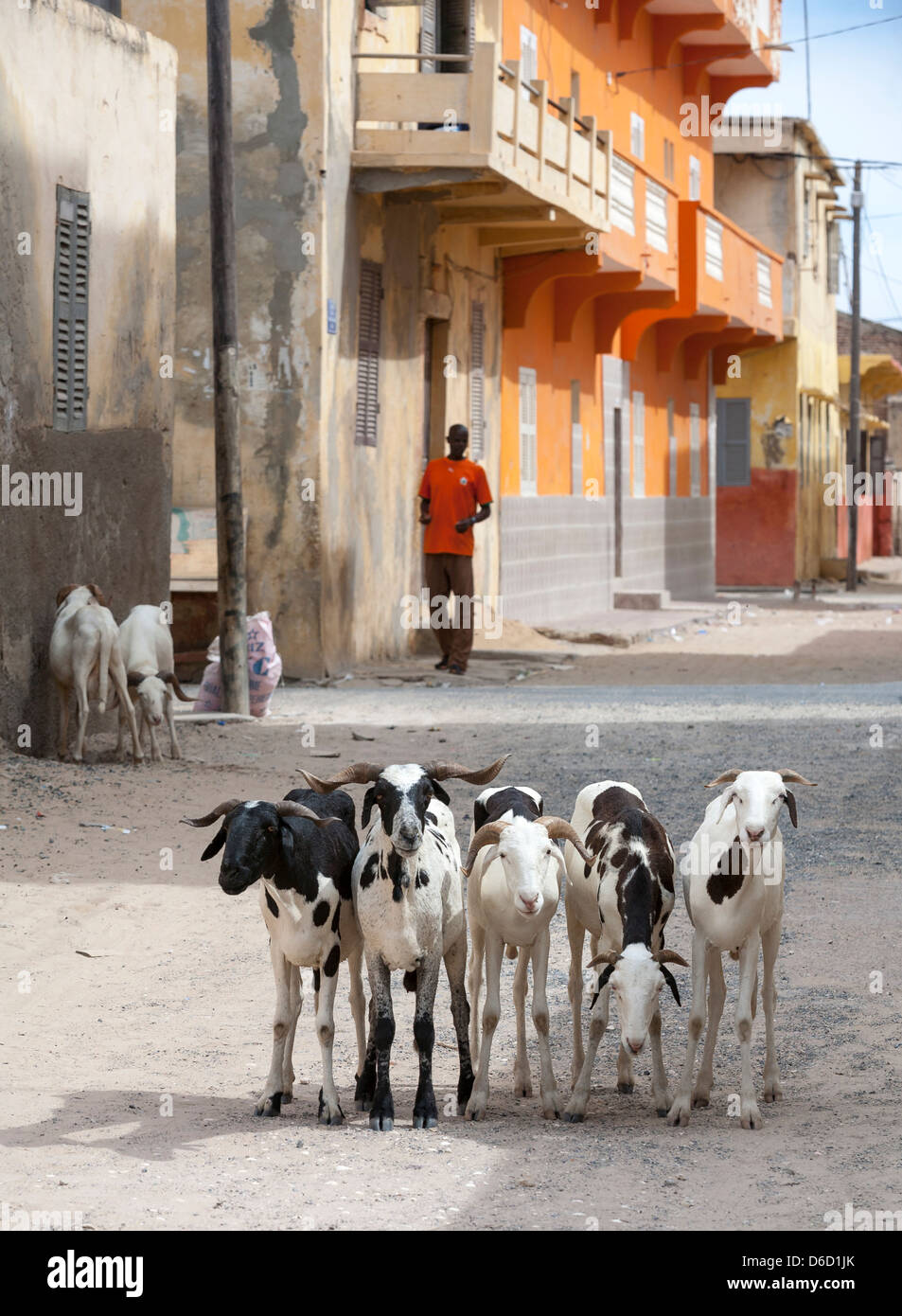 A small flock of goats in the street in St. Louis, Senegal Stock Photo ...