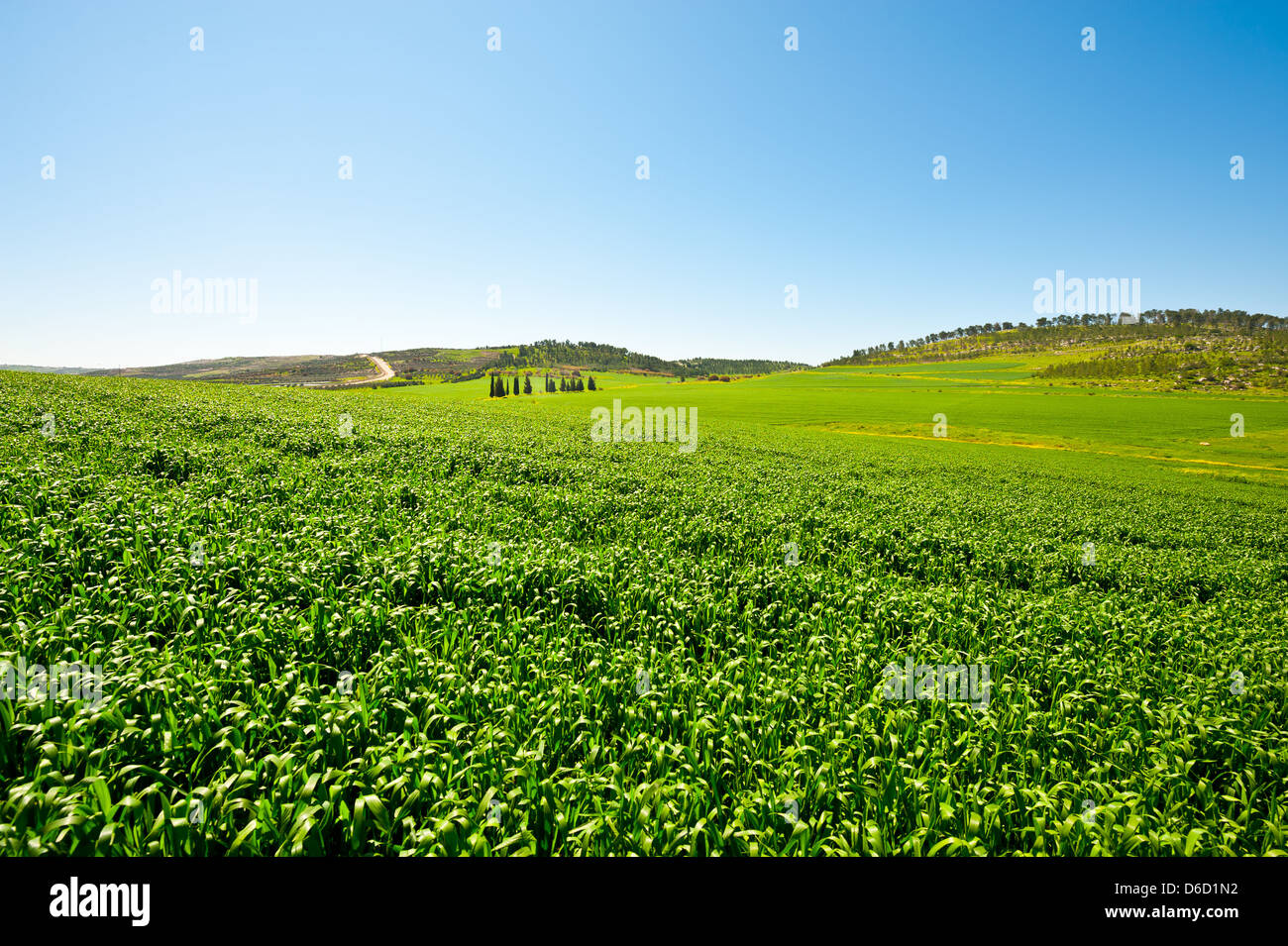 Field in Israel Stock Photo - Alamy