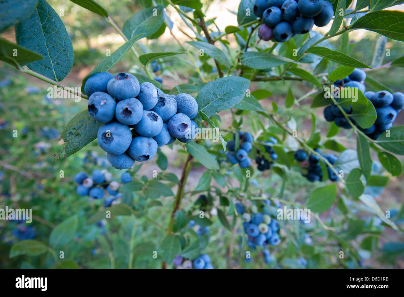 Blueberry bushes and harvest in Temuco Chile Stock Photo - Alamy