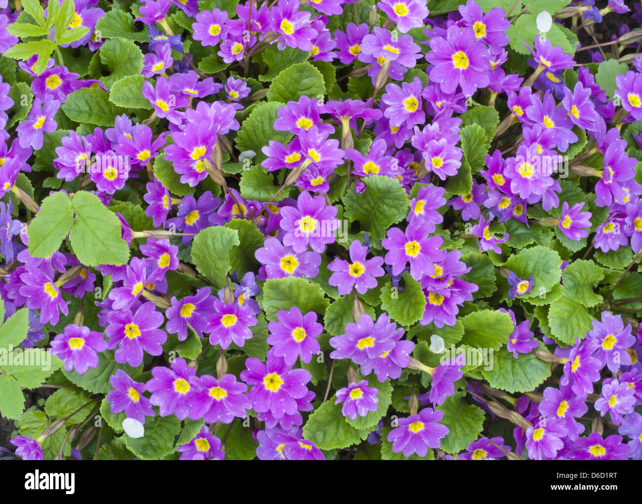Springs flowers Primroses background Stock Photo - Alamy