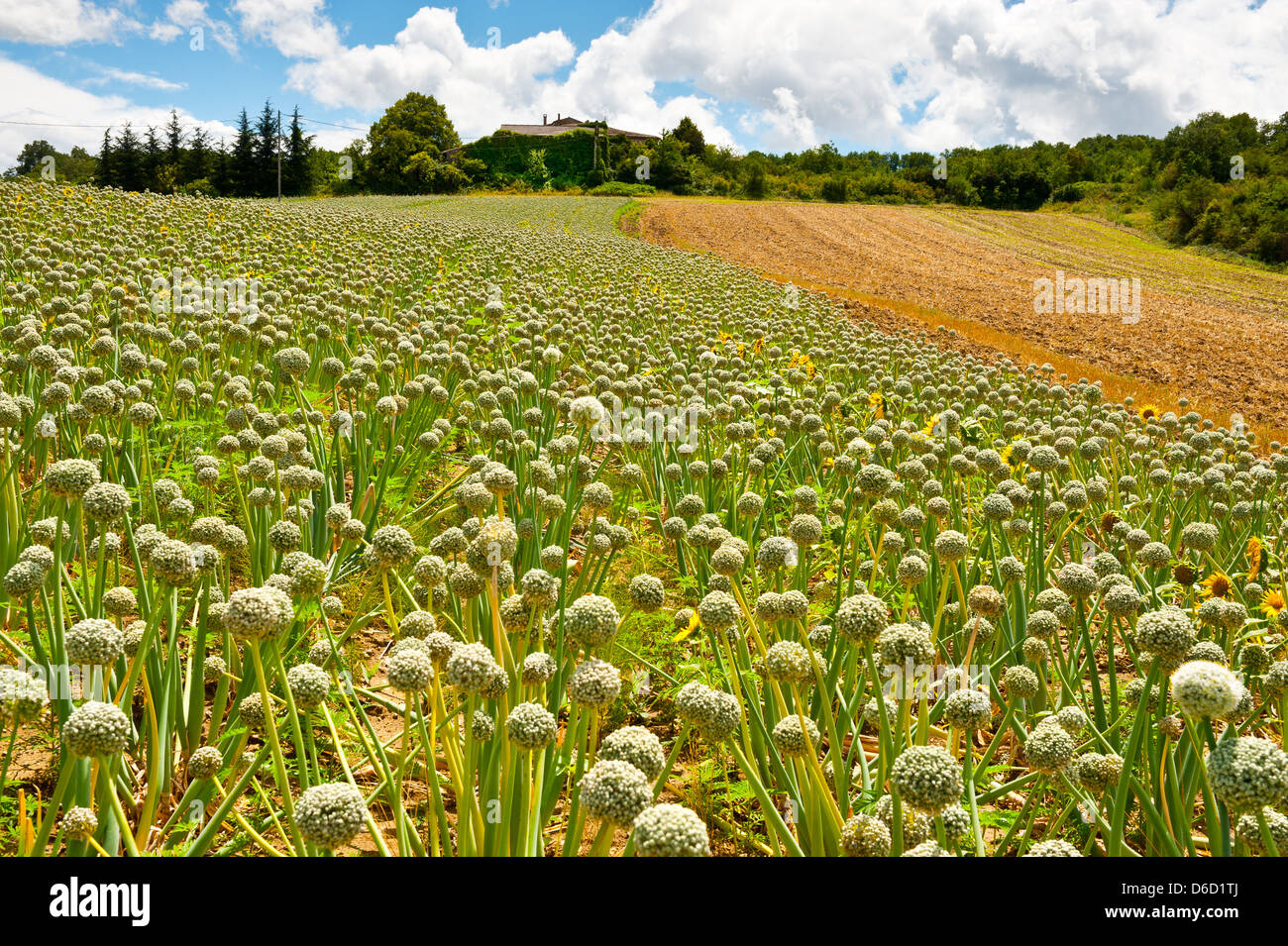 Fields of Onion Stock Photo - Alamy