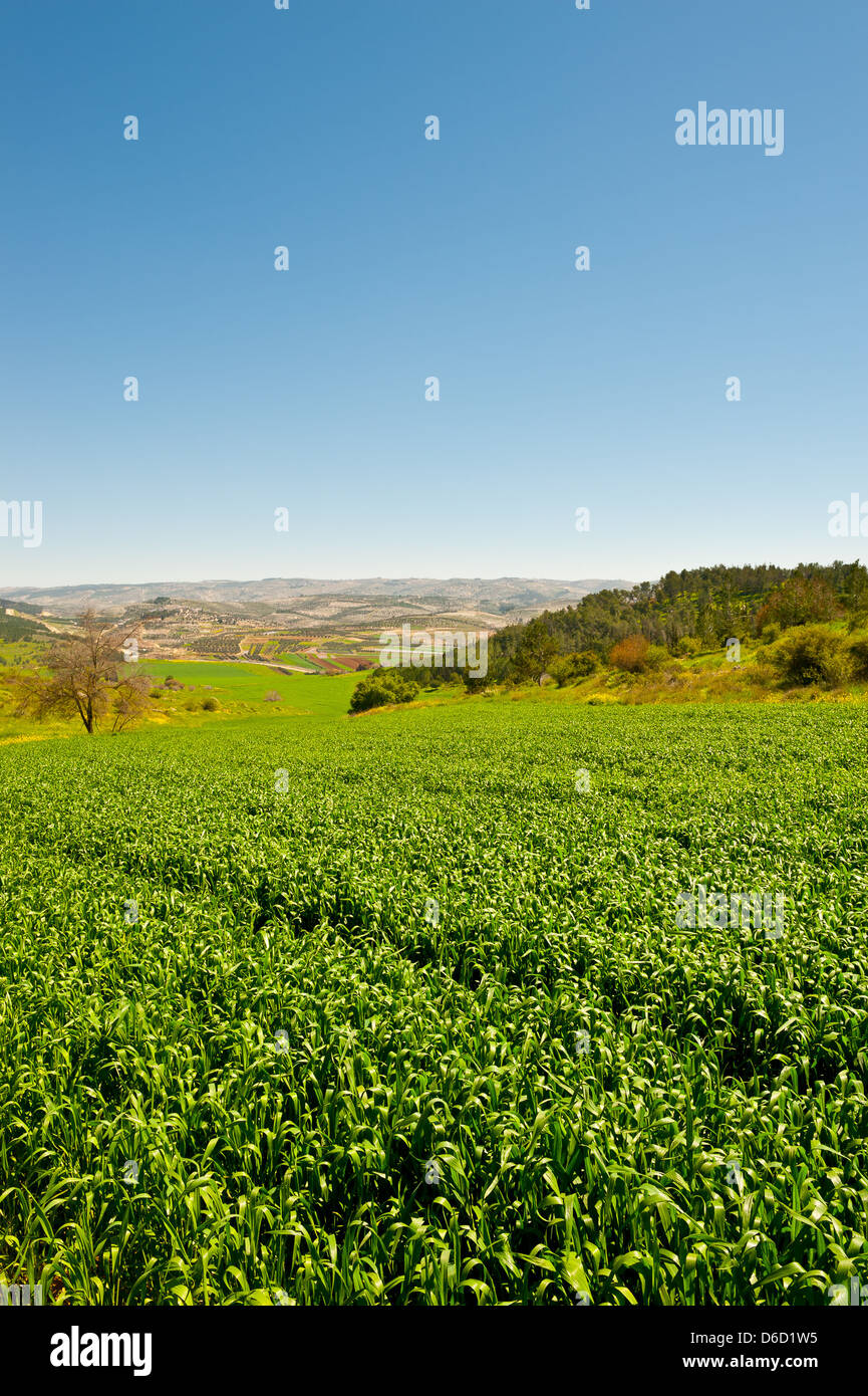 Field in israel hi-res stock photography and images - Alamy