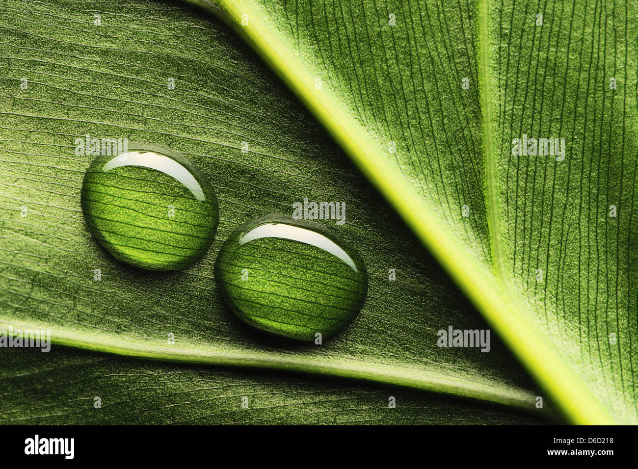 Water drops on leaf Stock Photo - Alamy