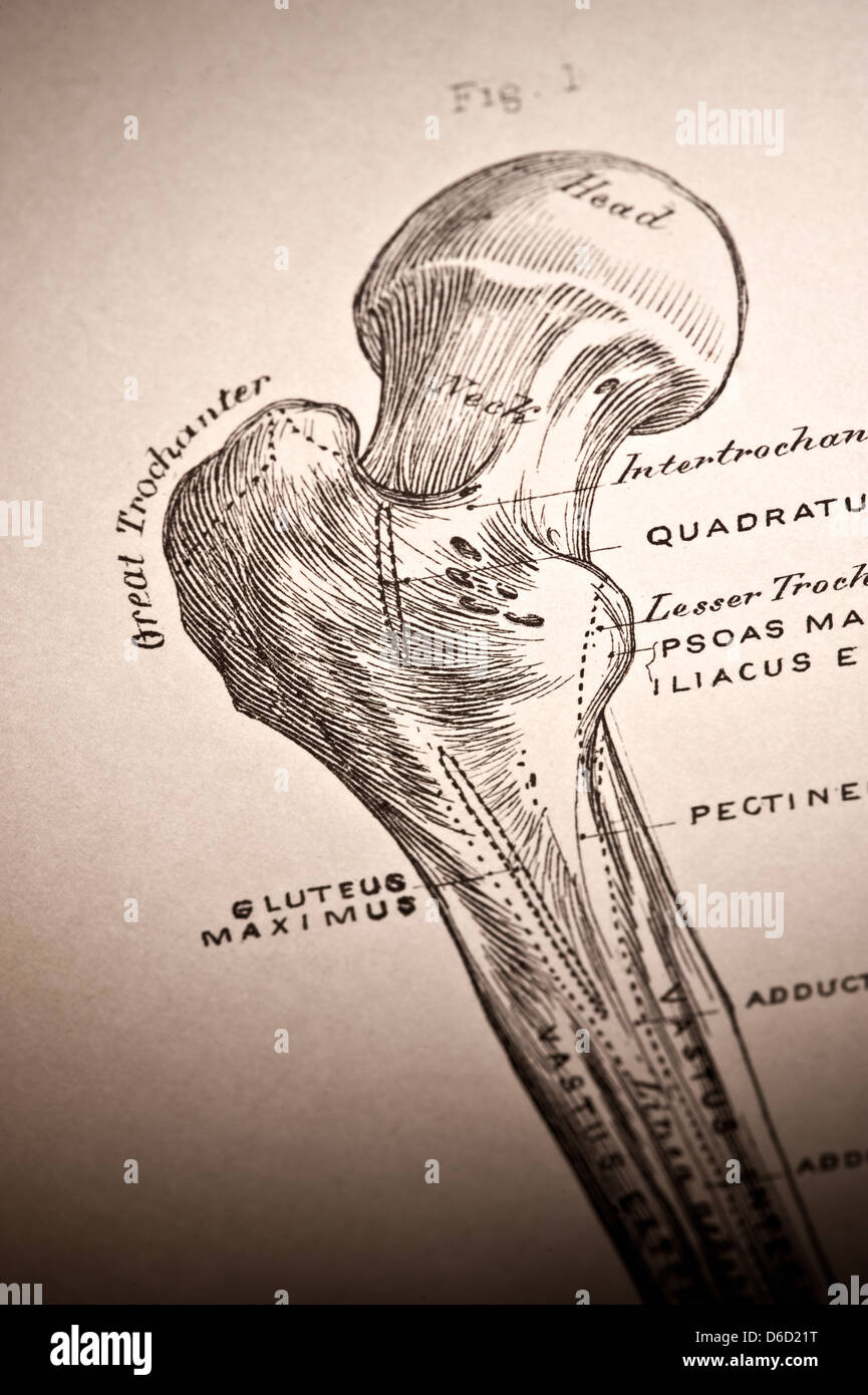 Femur and hip joint hi-res stock photography and images - Alamy