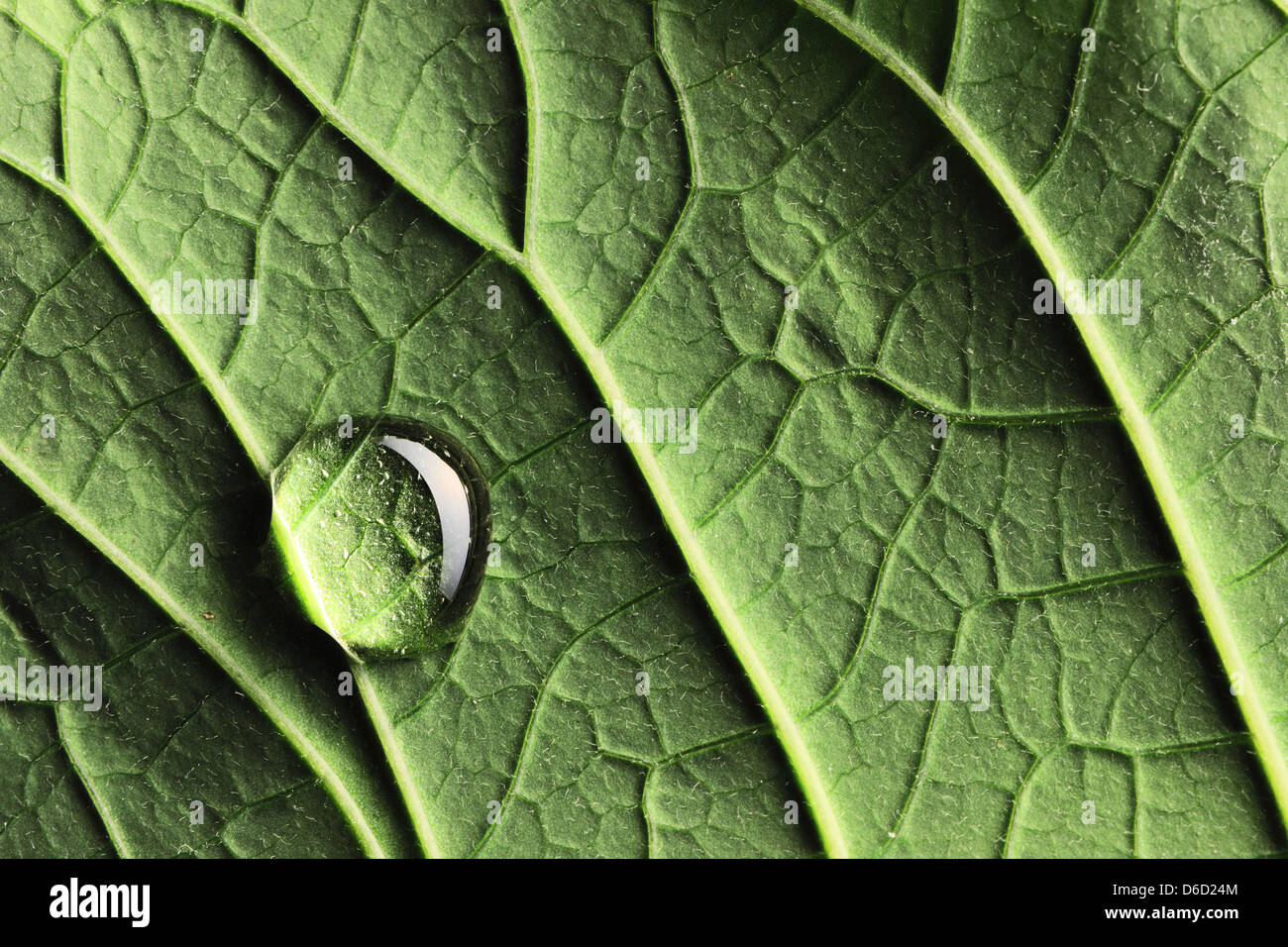 Water drop on leaf Stock Photo - Alamy