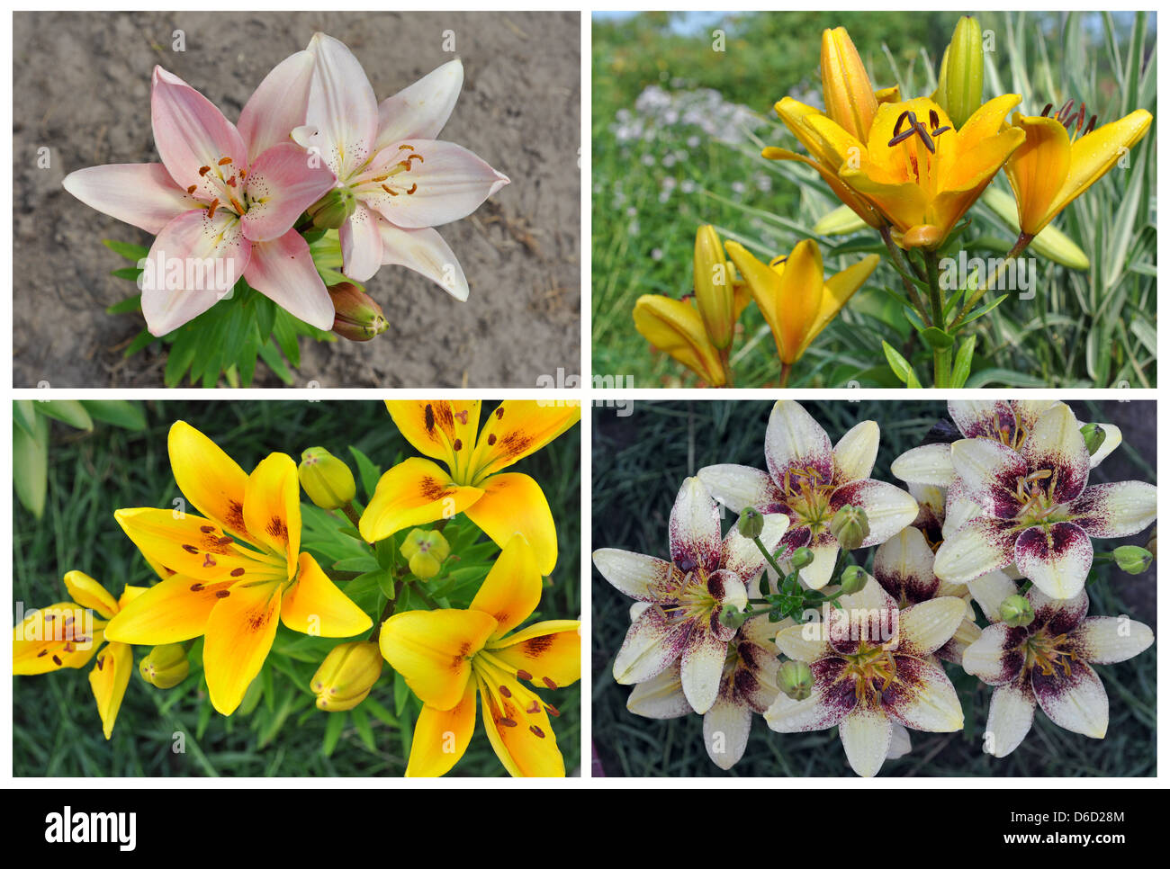 Flowers of a lily Stock Photo - Alamy