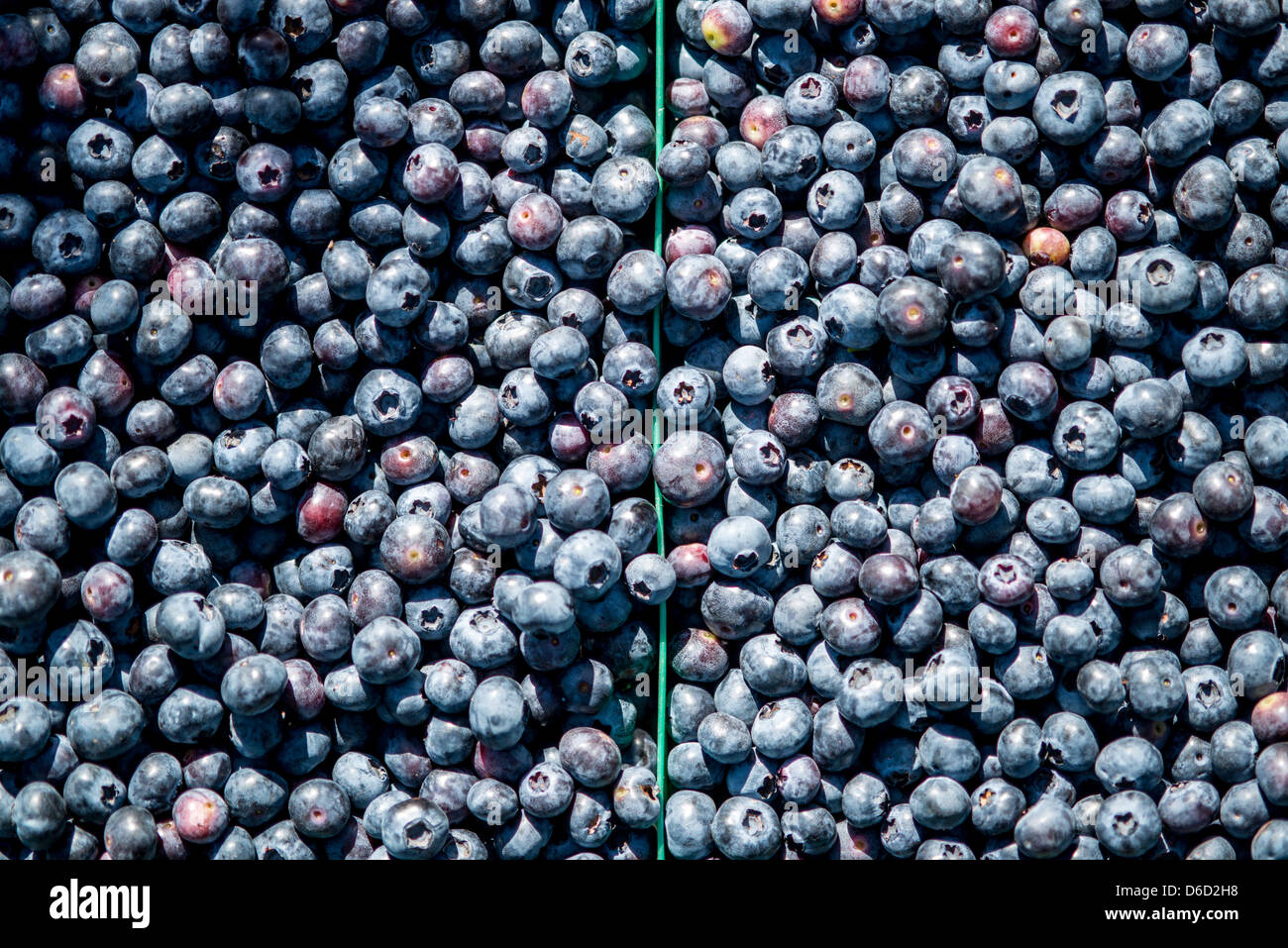 Blueberry bushes and harvest in Temuco Chile Stock Photo - Alamy