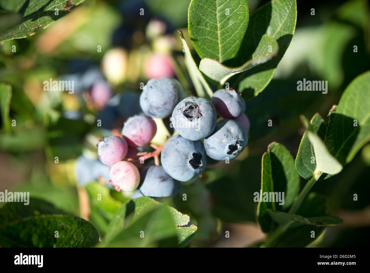 Blueberry bushes and harvest in Temuco Chile Stock Photo - Alamy