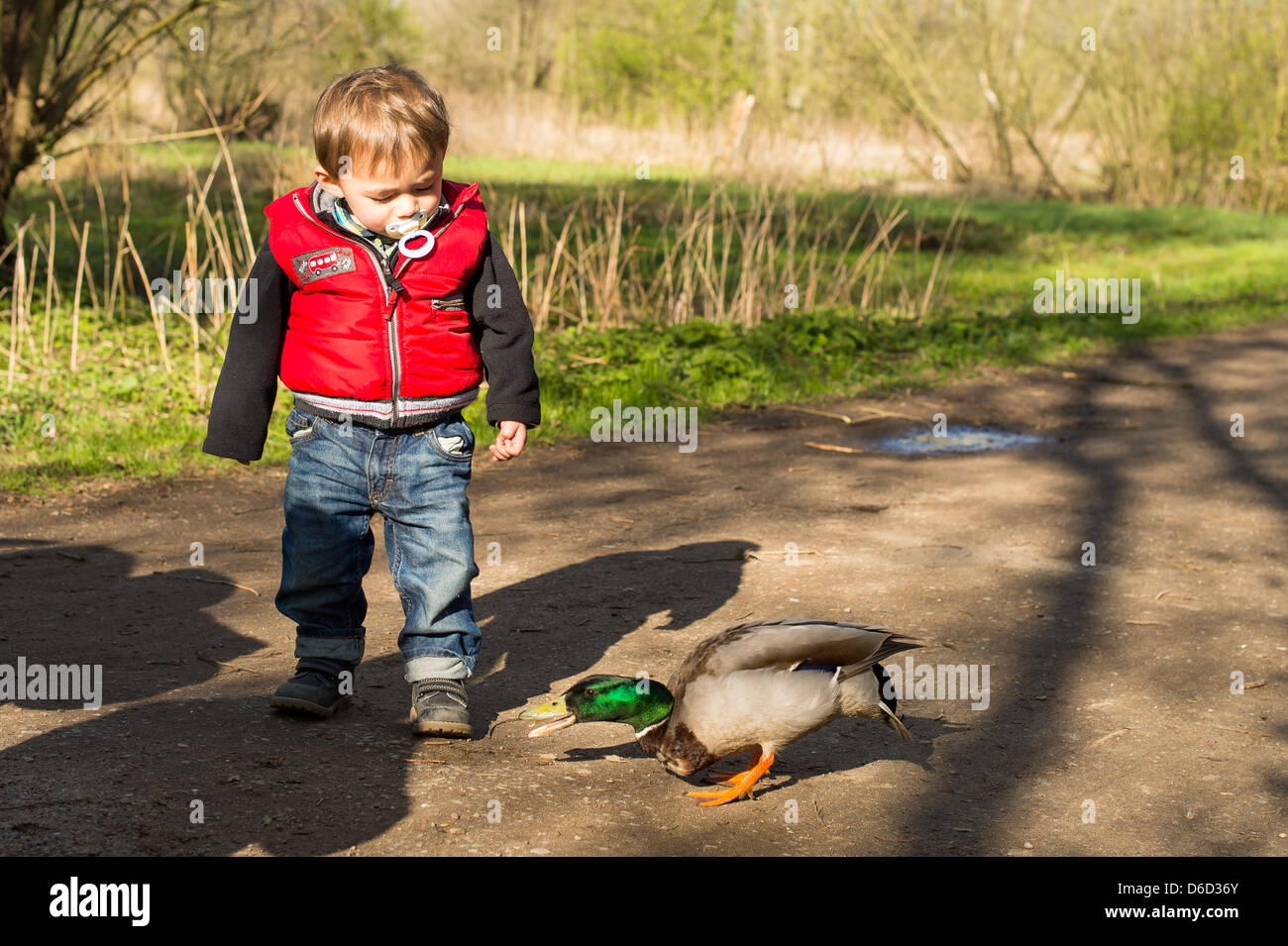 Boy watching ducks hi-res stock photography and images - Alamy