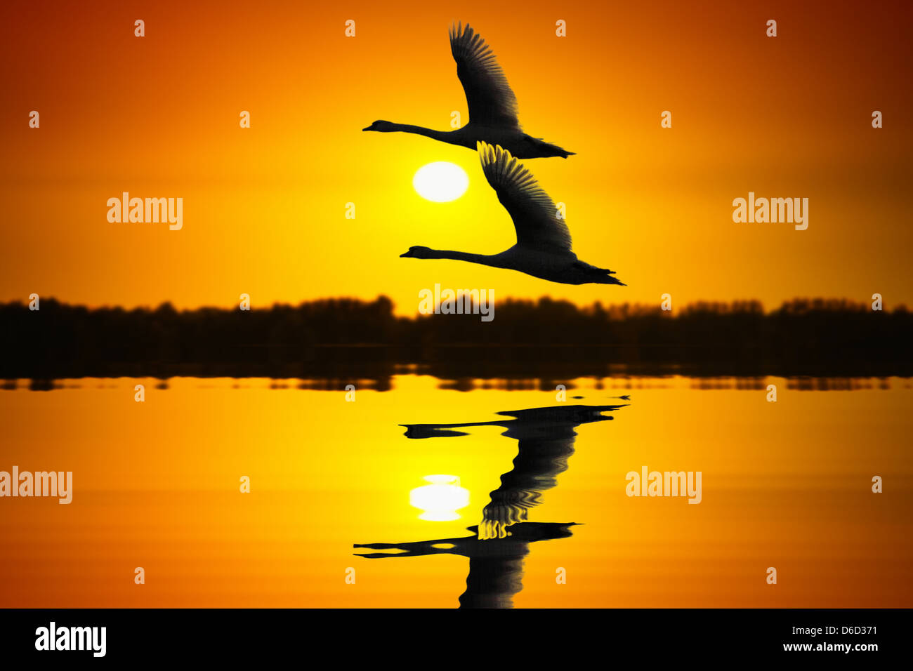 Bird fluttering wings hi-res stock photography and images - Alamy