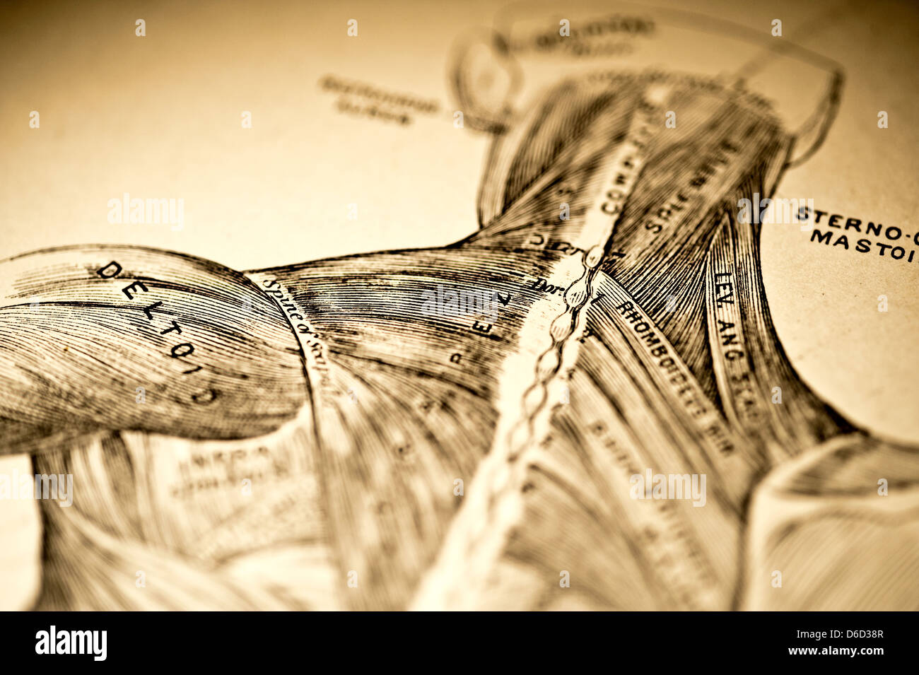 Anatomy Of Human Buttocks Stock Photos & Anatomy Of Human Buttocks ...