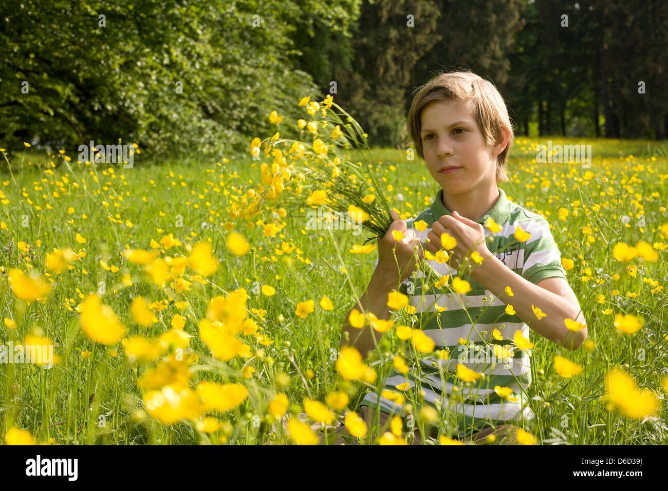 Potsdam, Germany, a boy picking flowers in a meadow Stock Photo - Alamy