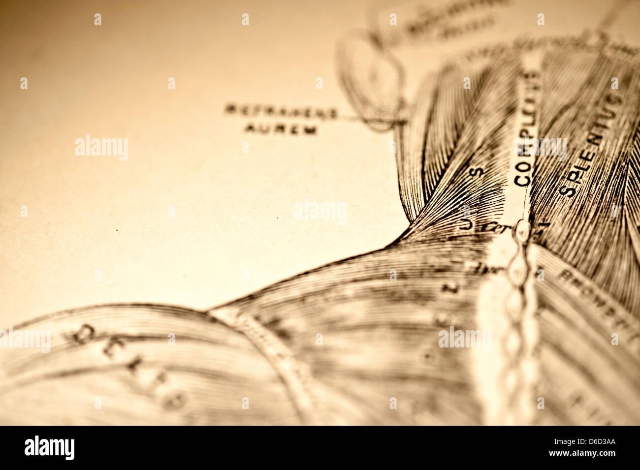 Shoulder muscles anatomy behind hi-res stock photography and images - Alamy