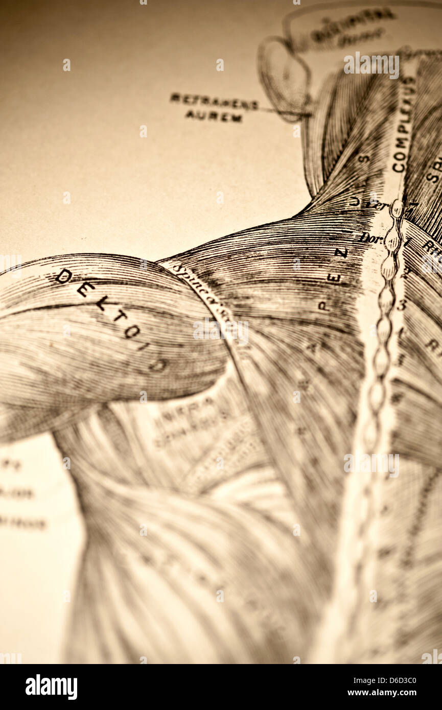Shoulder muscles anatomy hi-res stock photography and images - Alamy
