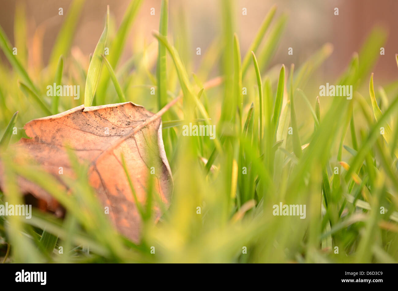 Fallen dry grass hi-res stock photography and images - Alamy