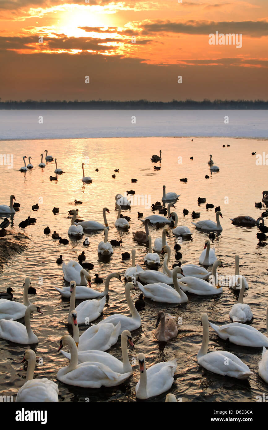 Wildlife at sunset Stock Photo - Alamy