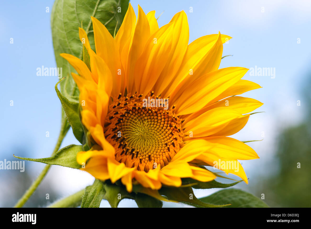 Beautiful yellow sunflower Stock Photo - Alamy