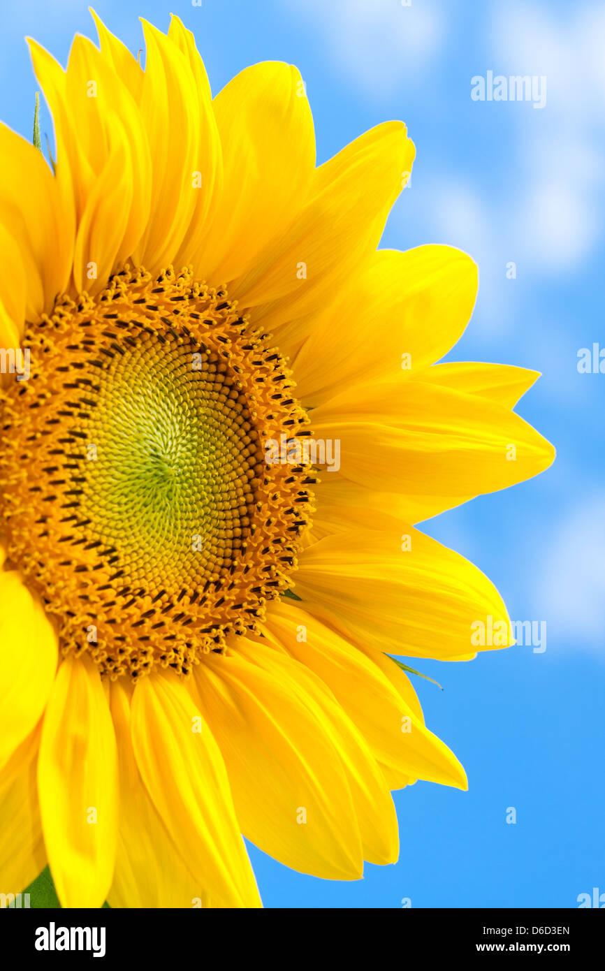 Fantastic yellow sunflower Stock Photo - Alamy