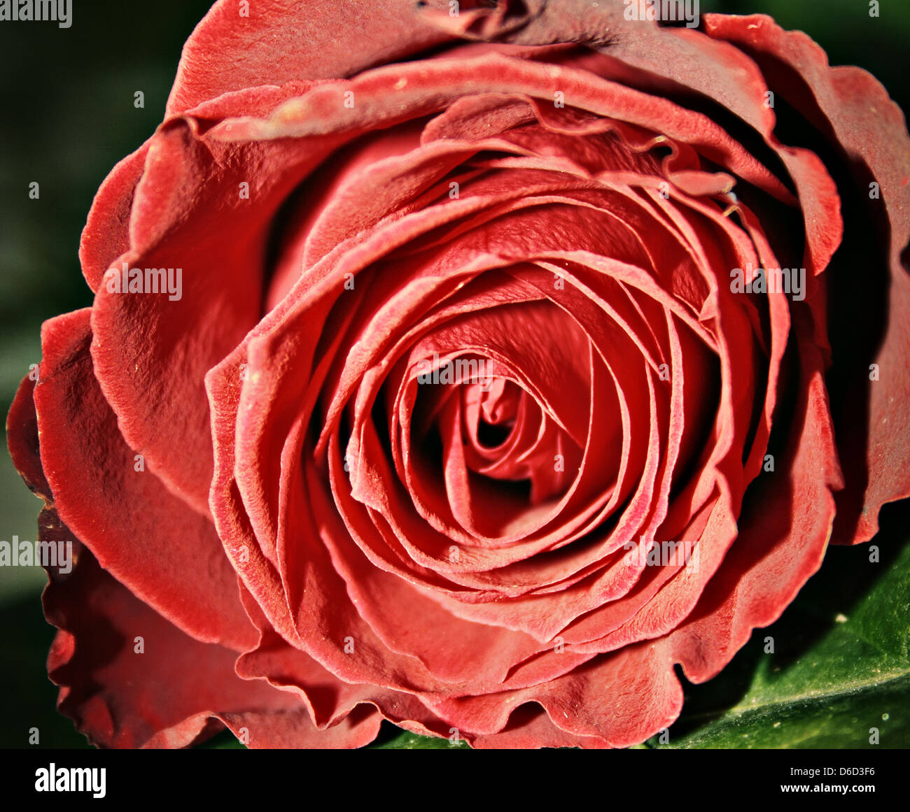 Red rose macro Stock Photo - Alamy