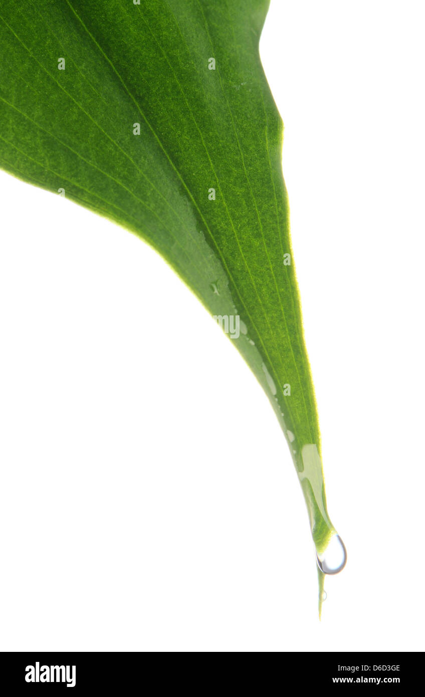 Water drop on leaf Stock Photo - Alamy