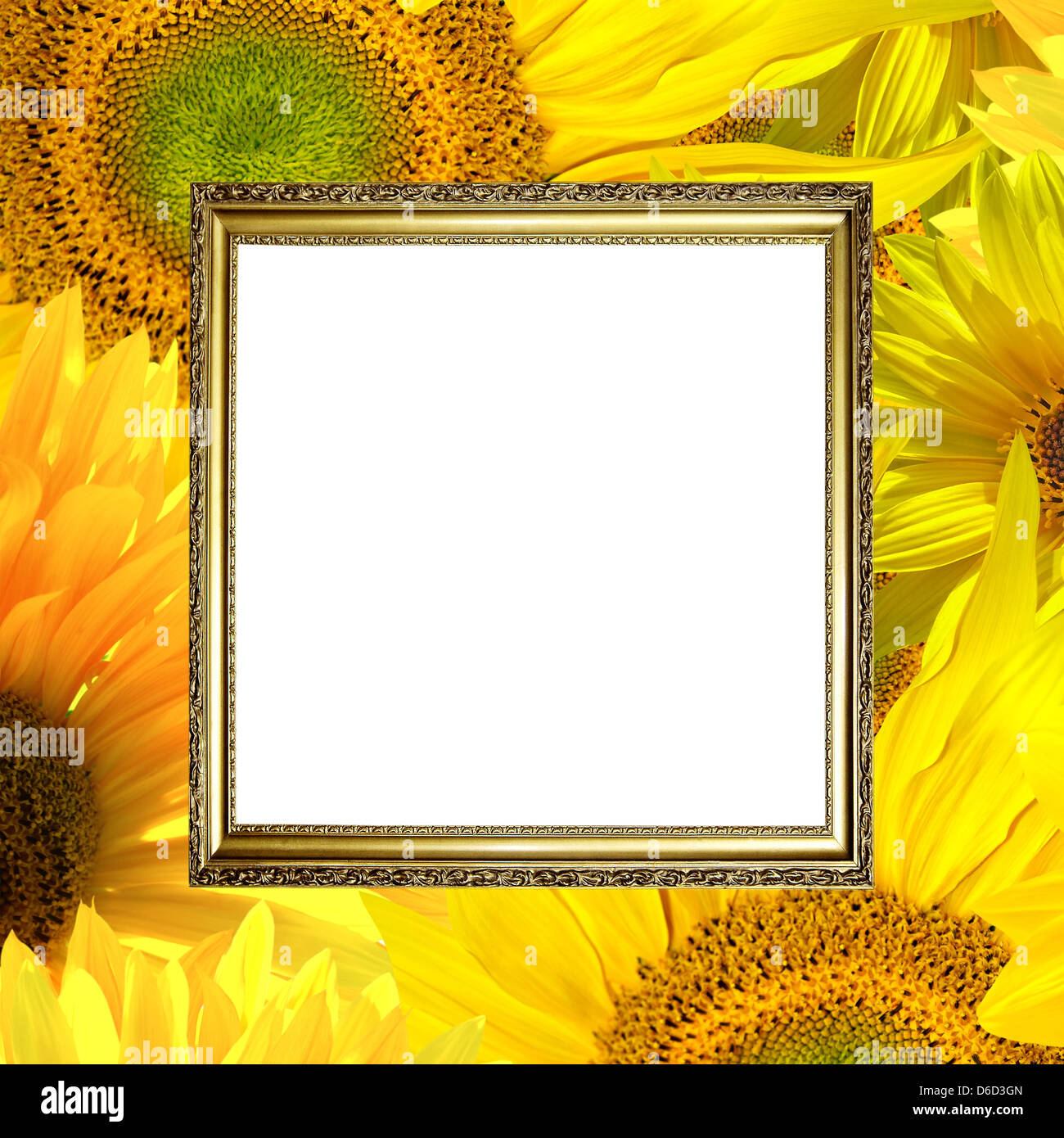 Gold frame on sunflower background Stock Photo - Alamy