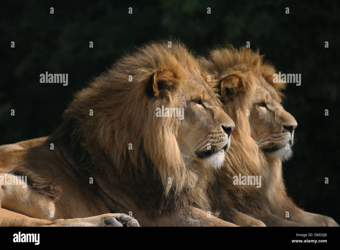 Elsa The Lioness High Resolution Stock Photography and Images - Alamy