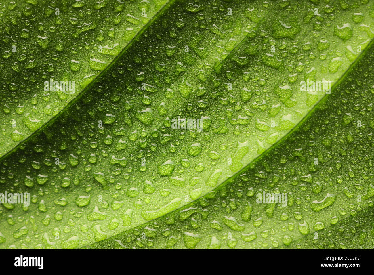 Water drops on leaf Stock Photo - Alamy