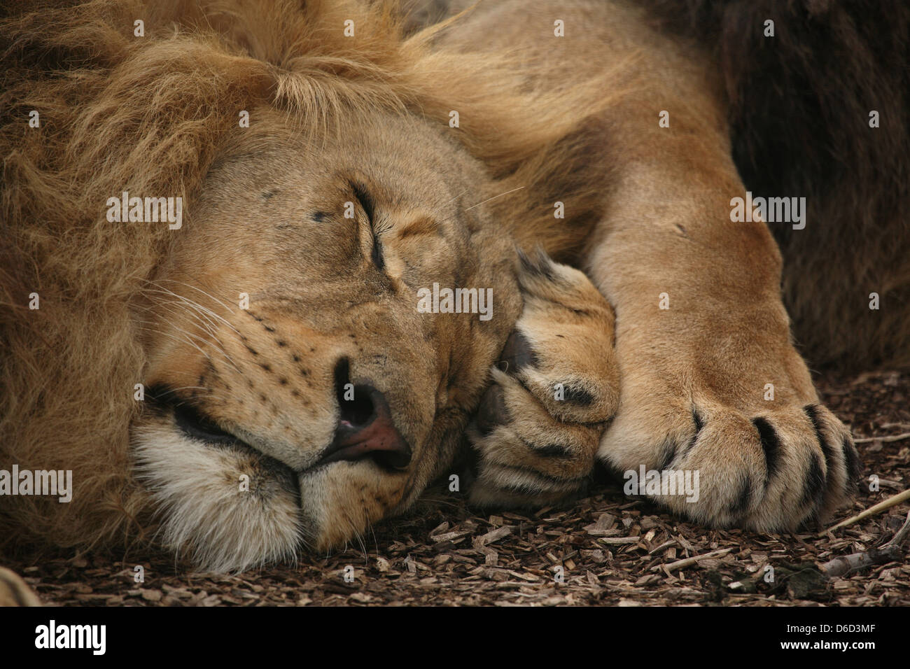 Elsa lioness born free hi-res stock photography and images - Alamy