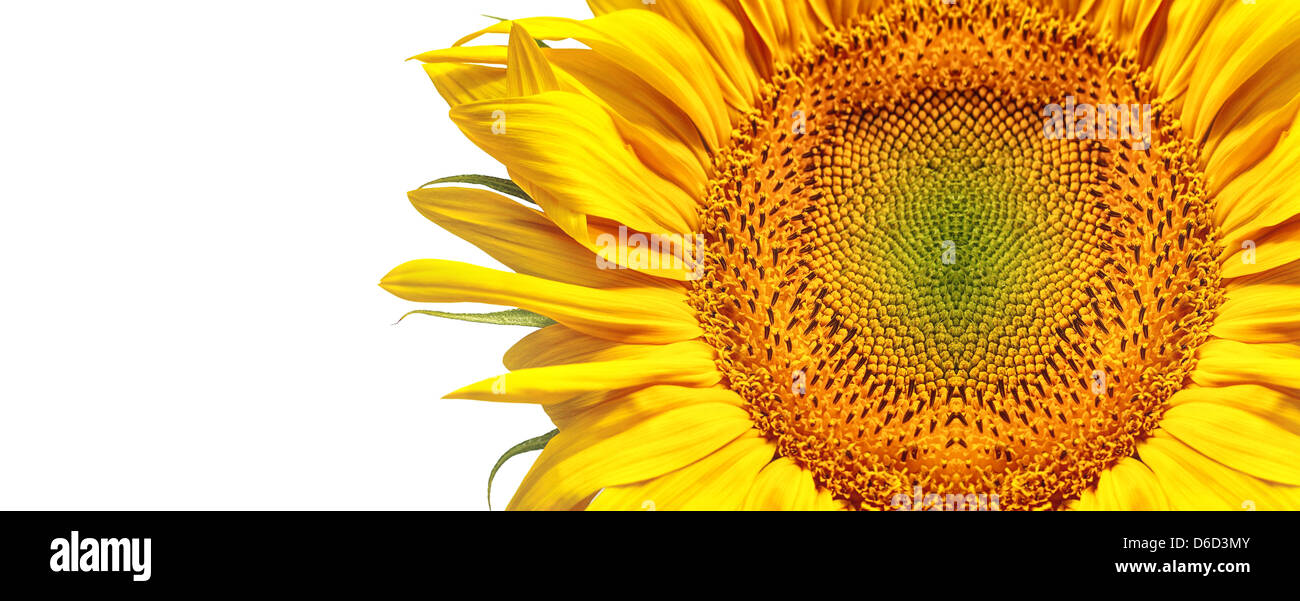 Sunflower banner hi-res stock photography and images - Alamy