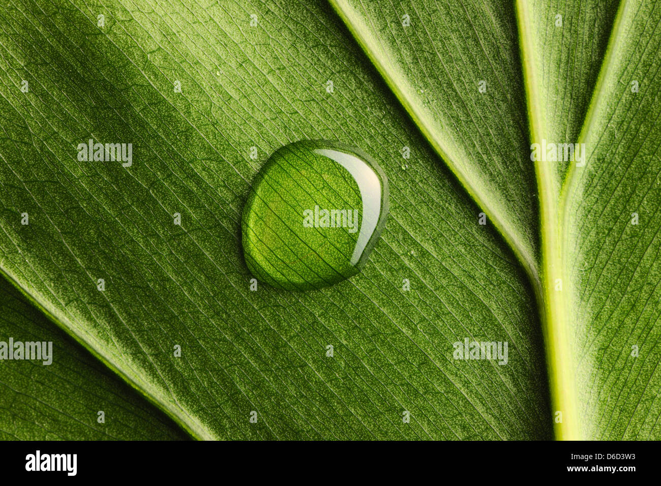 Water drop on leaf Stock Photo - Alamy