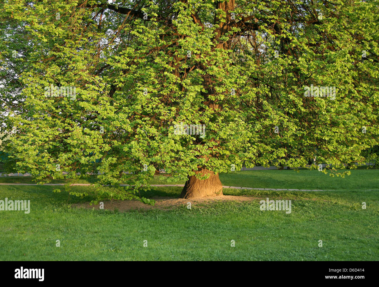 old tree with green foliage Stock Photo - Alamy