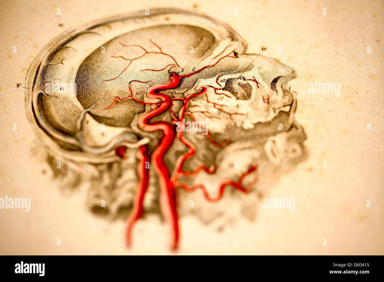 Neck arteries hi-res stock photography and images - Alamy