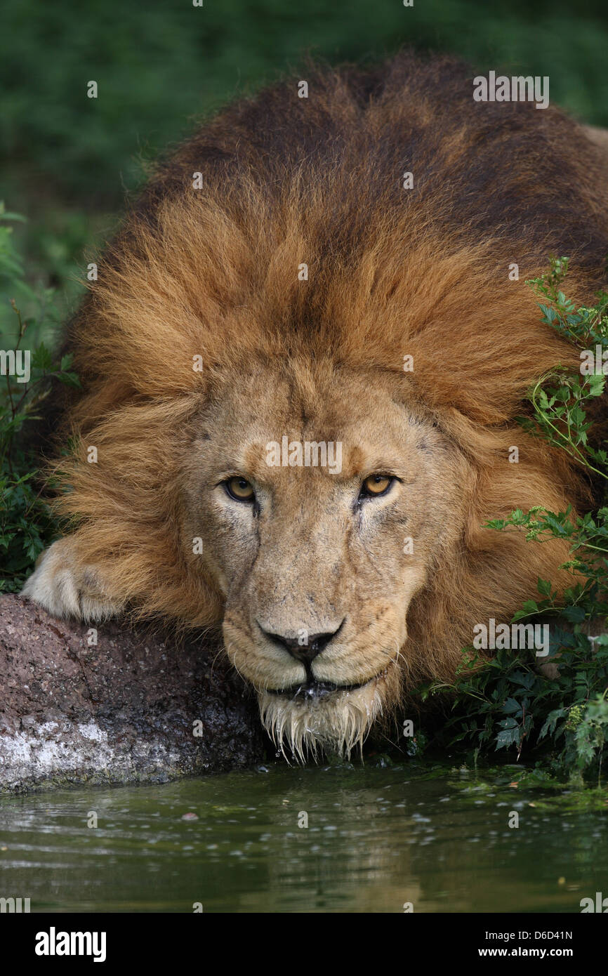 Elsa The Lioness High Resolution Stock Photography and Images - Alamy