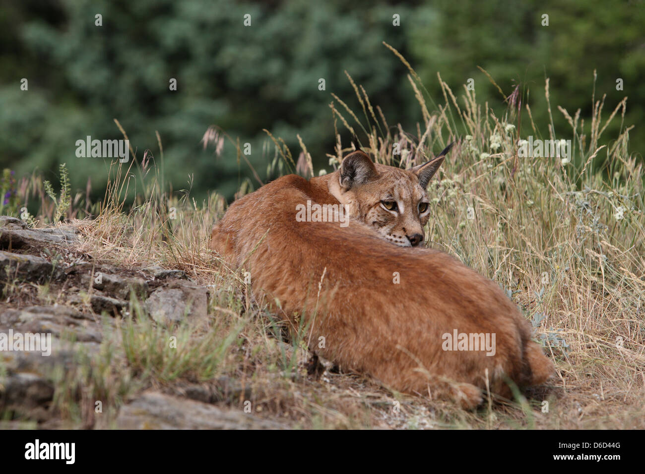 Lynx born hi-res stock photography and images - Alamy