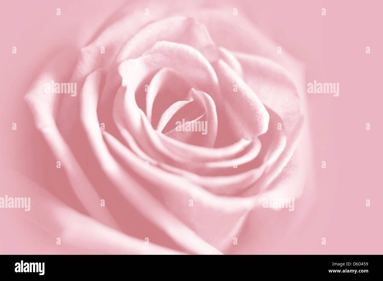 gentle pink rose background Stock Photo - Alamy