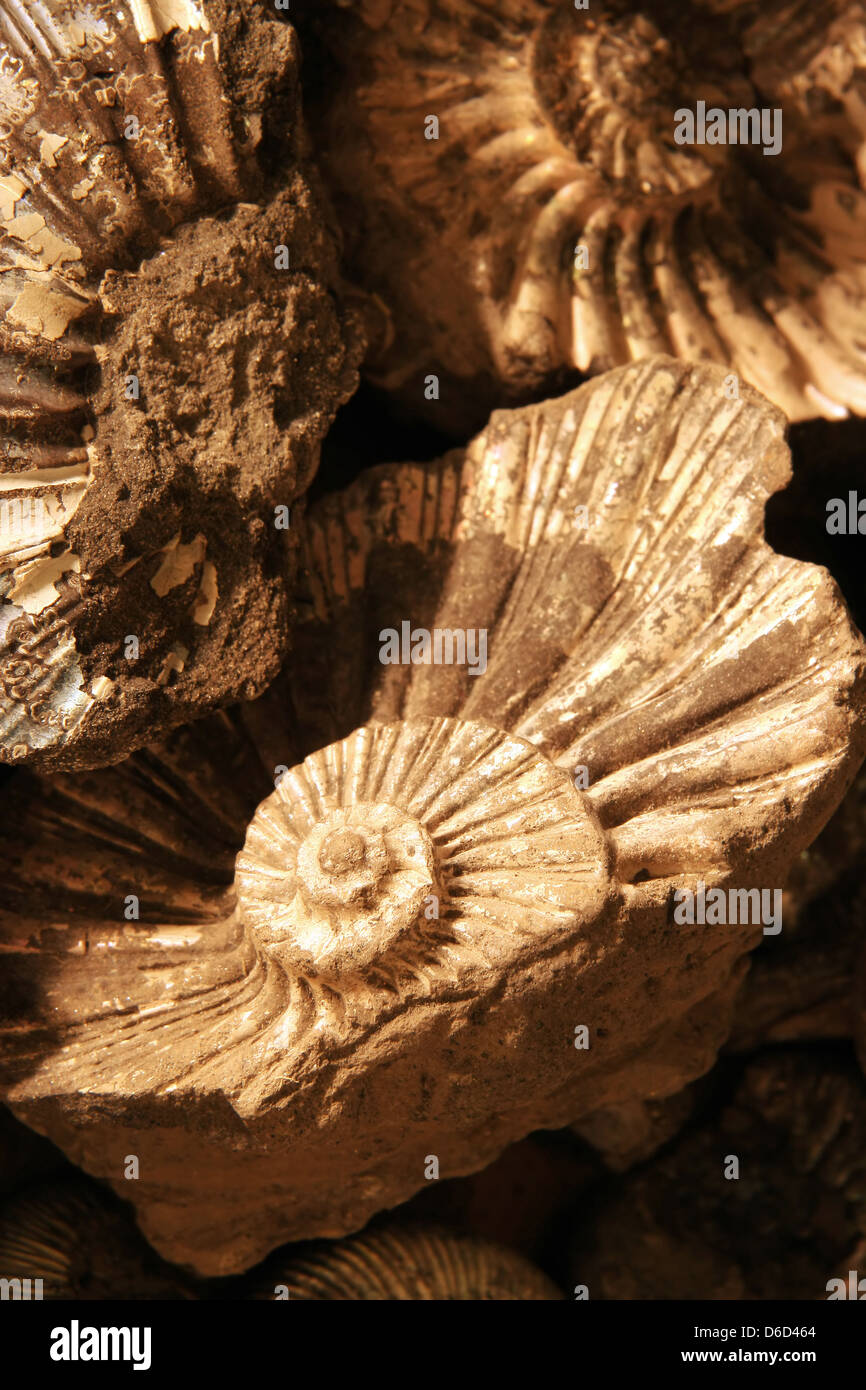 Fossilized snail shell hi-res stock photography and images - Alamy