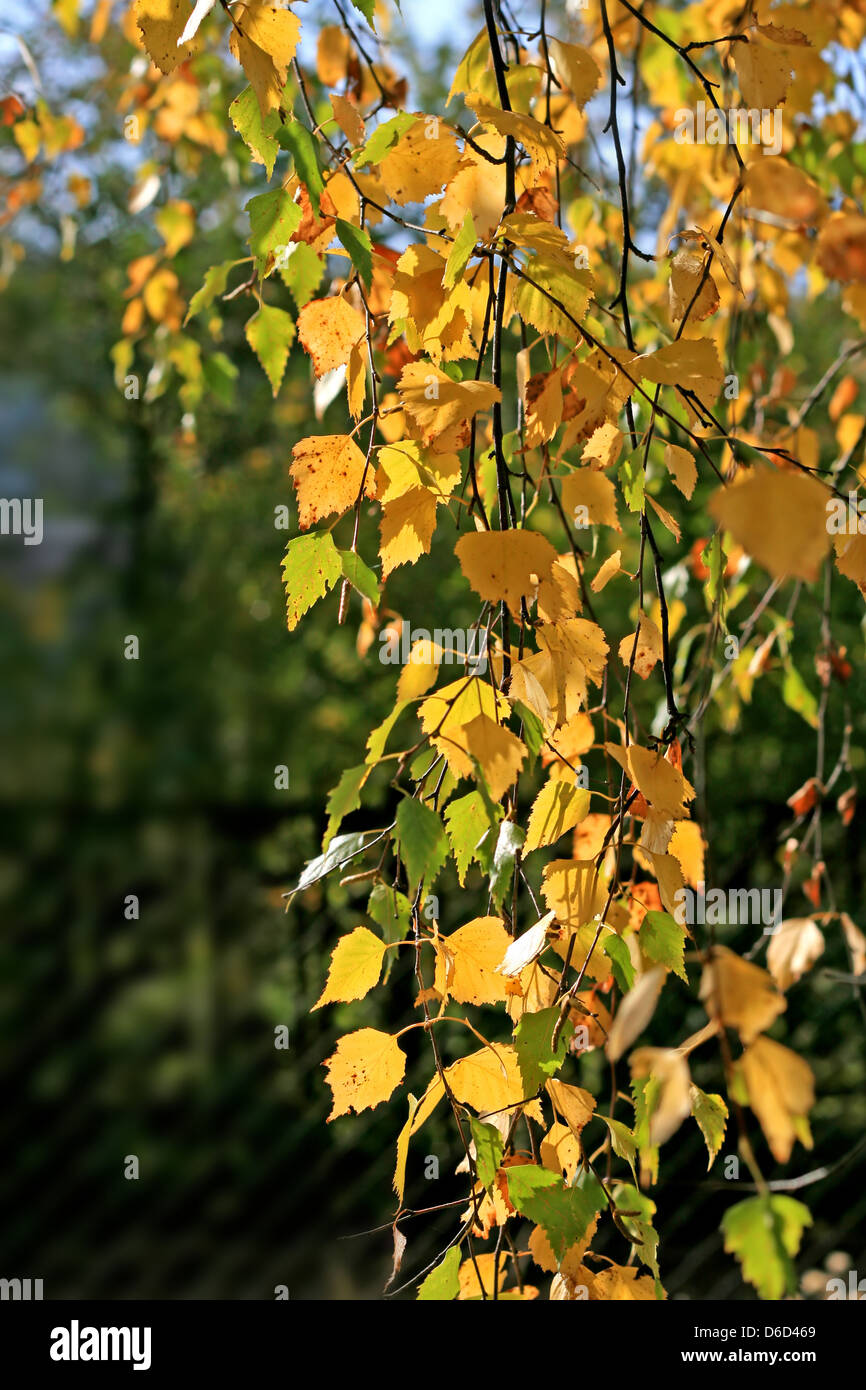 beautiful autumn leaves of birch tree Stock Photo - Alamy